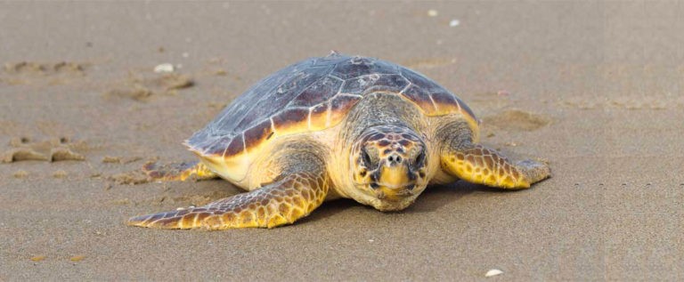 Exploring Queensland: Bargara, Childers, Mon Repos and turtles ...