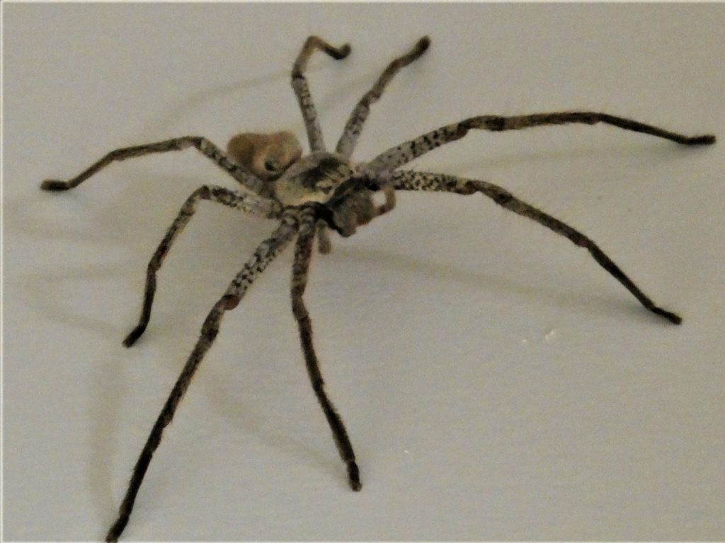 Exploring Queensland: Bargara, Childers, Mon Repos and turtles ...